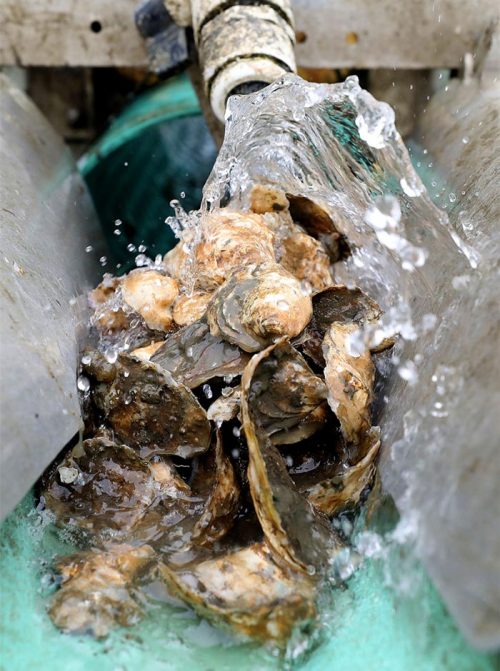 Recycle Used Oyster Shells Instead of Tossing Them Away - AquaCultured.org